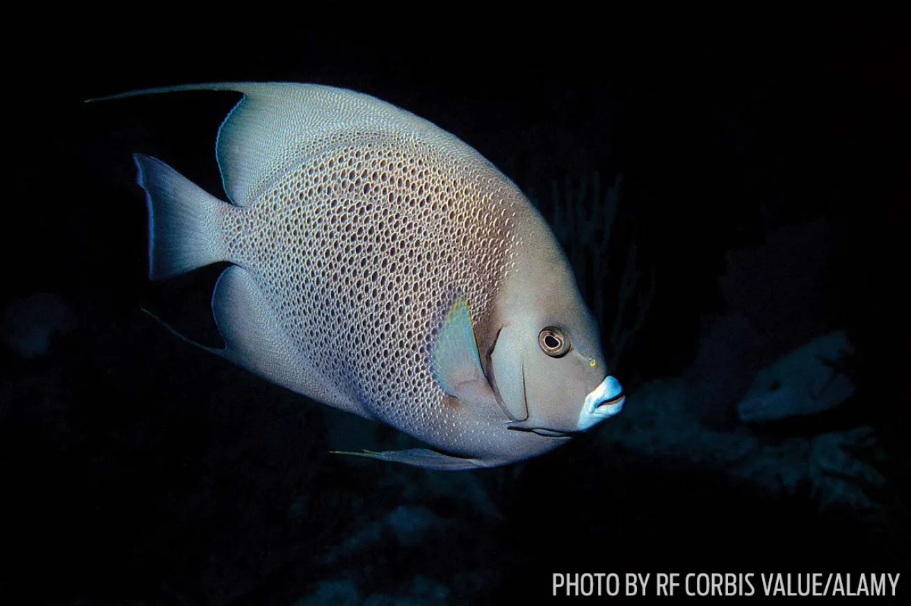 Fish Surveying Fun Abounds with REEF in Bonaire | Scuba Diving