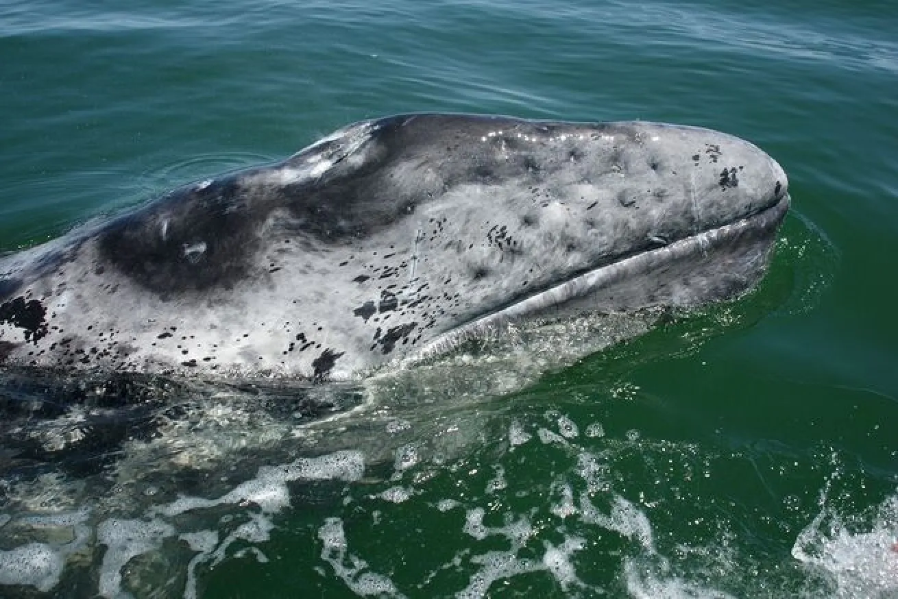 6 Fun Facts about Gray Whales | Scuba Diving