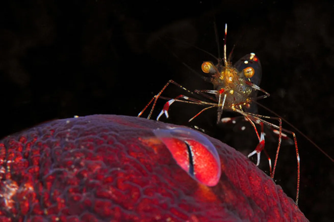 Reef Encounters: Insects of the Sea | Scuba Diving