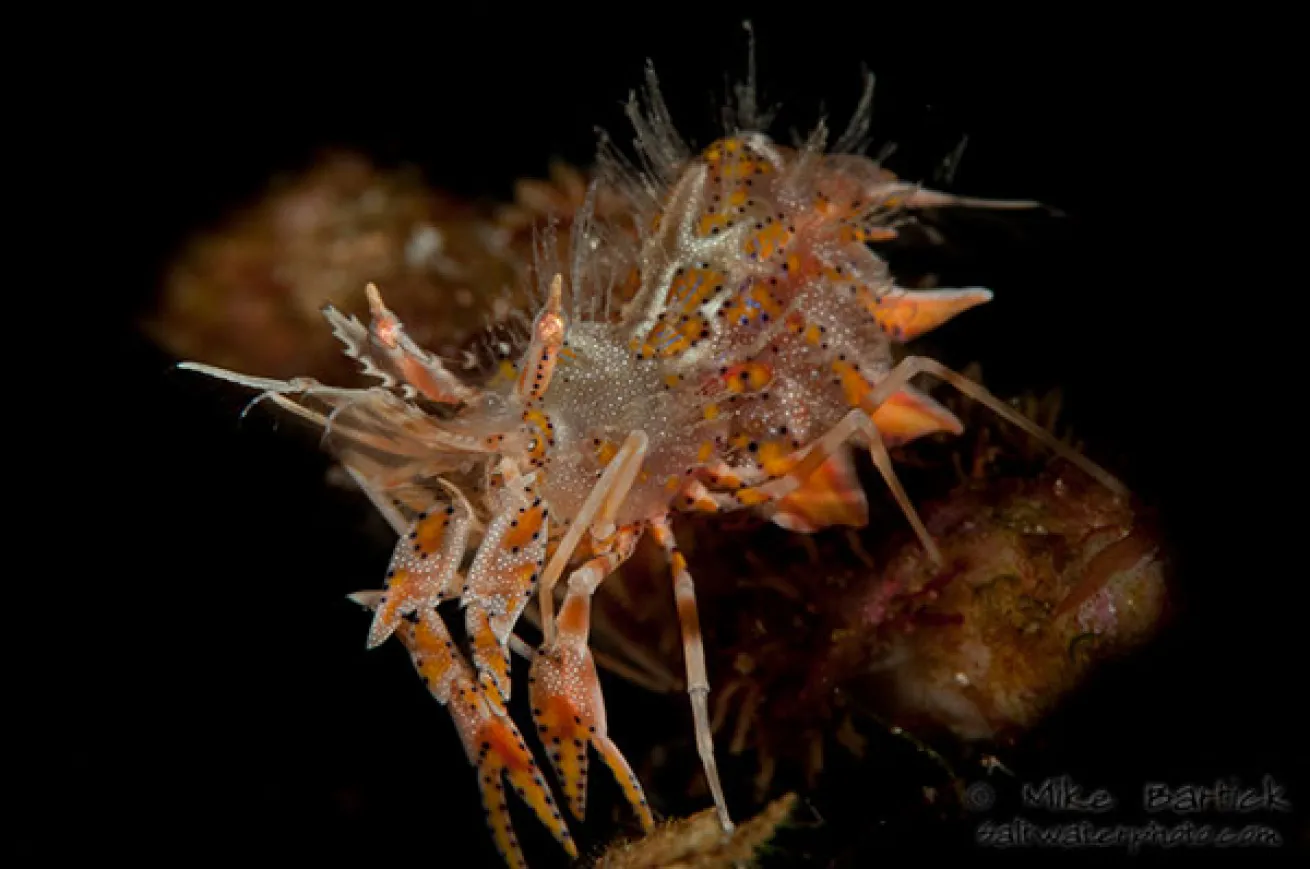 Reef Encounters: Insects of the Sea | Scuba Diving