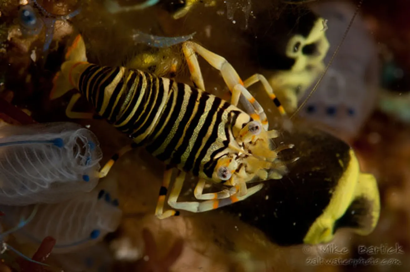 Reef Encounters: Insects of the Sea | Scuba Diving