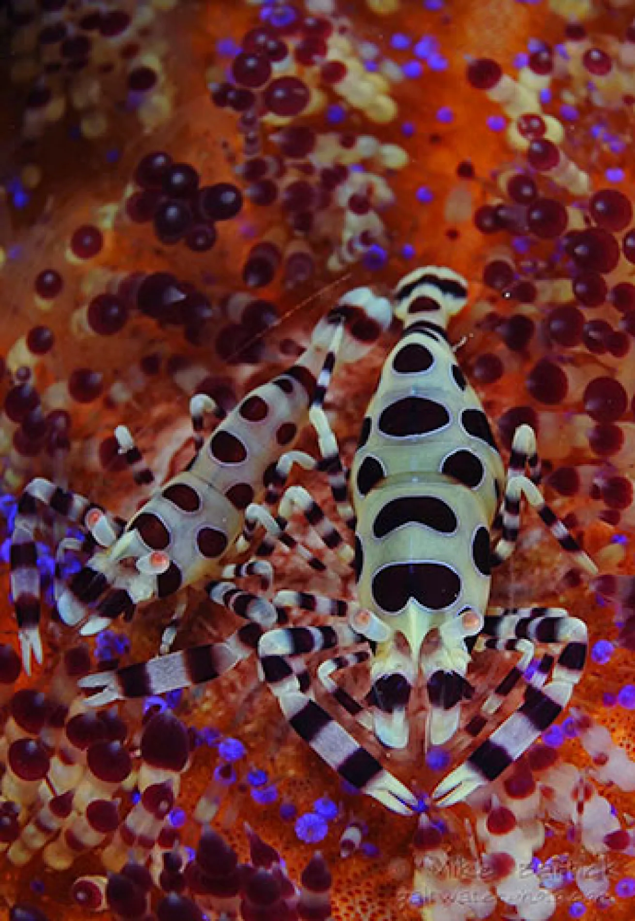 Reef Encounters: Insects of the Sea | Scuba Diving