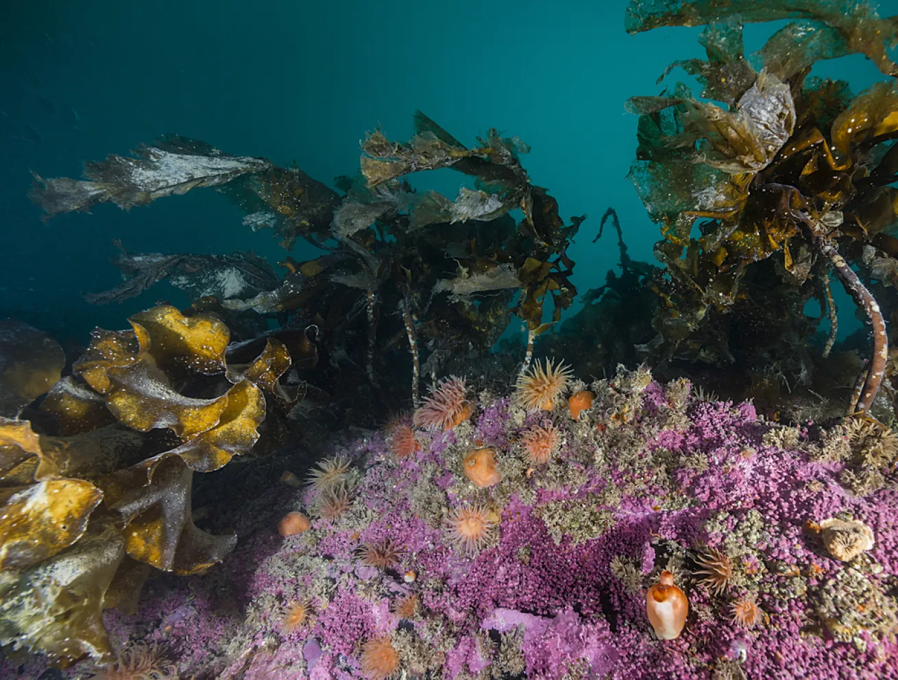 8 Best Places to Go Kelp Diving | Scuba Diving