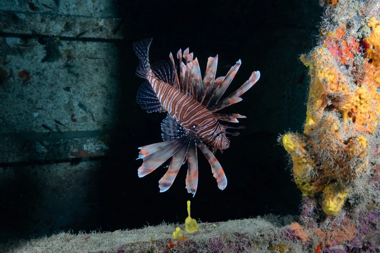 Diver's Paradise Hosts Inaugural Lionfish Derby in Miami | Scuba Diving