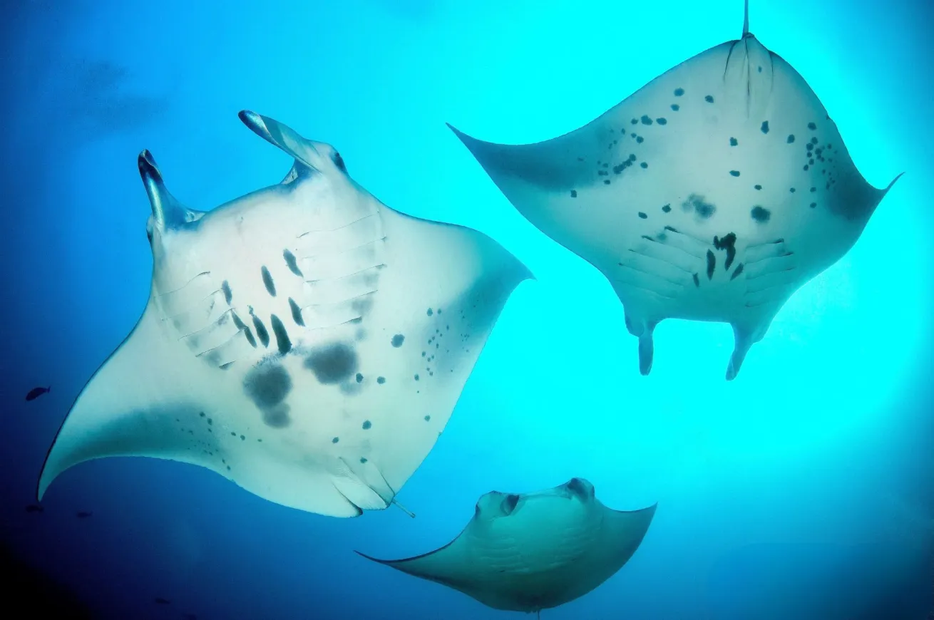 Scuba Diving Guide to Maldives | Scuba Diving