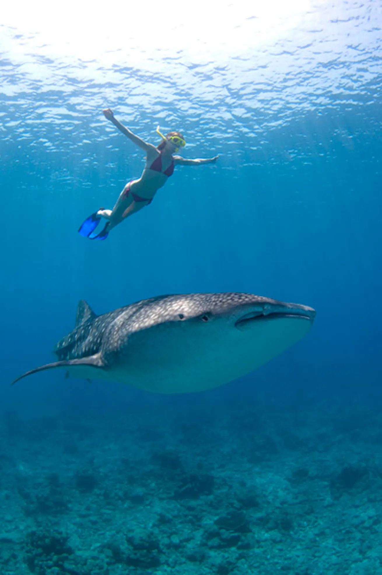 Digital Photography 101: Working With Models | Scuba Diving