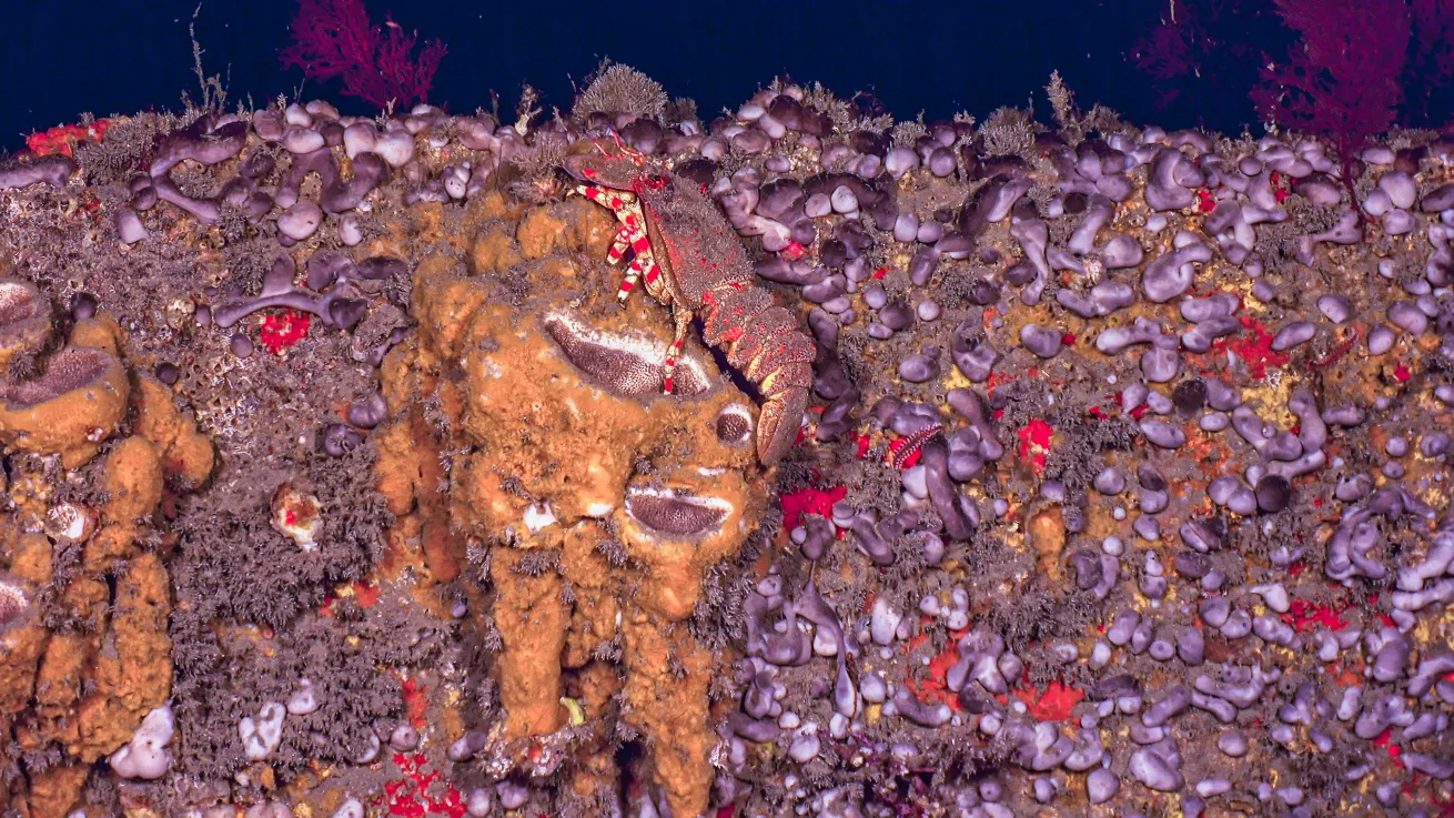 Guide to Diving Monitor National Marine Sanctuary | Scuba Diving