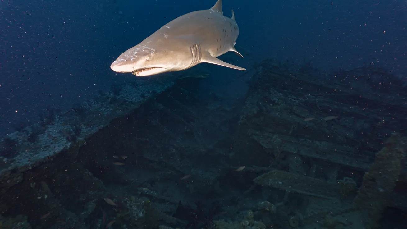 Guide to Diving Monitor National Marine Sanctuary | Scuba Diving
