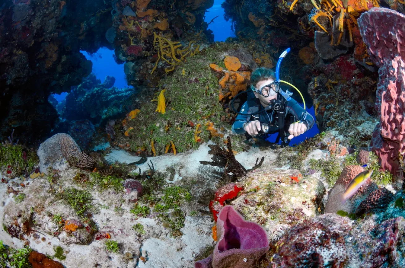 Phocea Dive Center | Scuba Diving