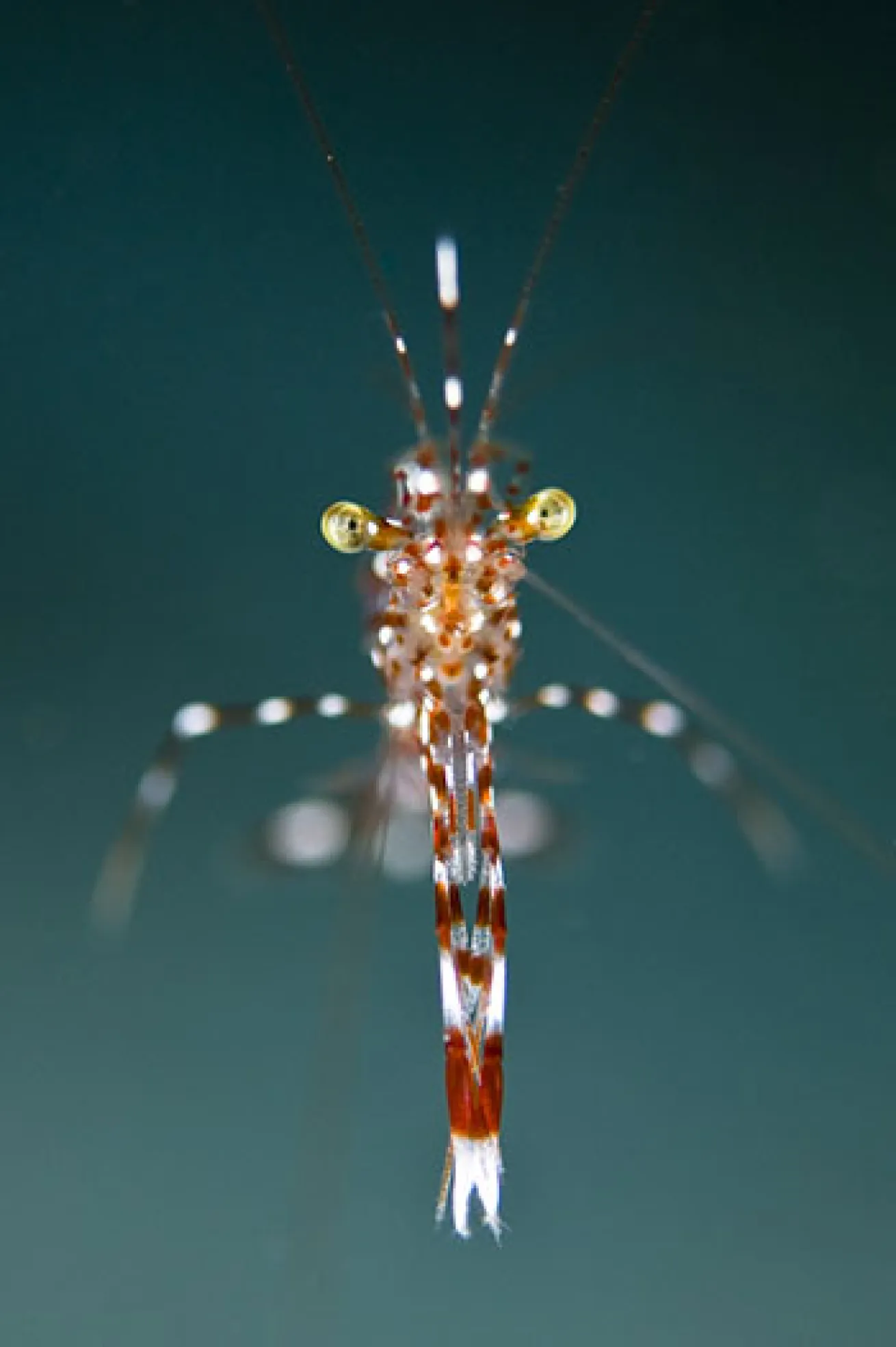 Photography Tips: Shooting Marine Life Portraits | Scuba Diving
