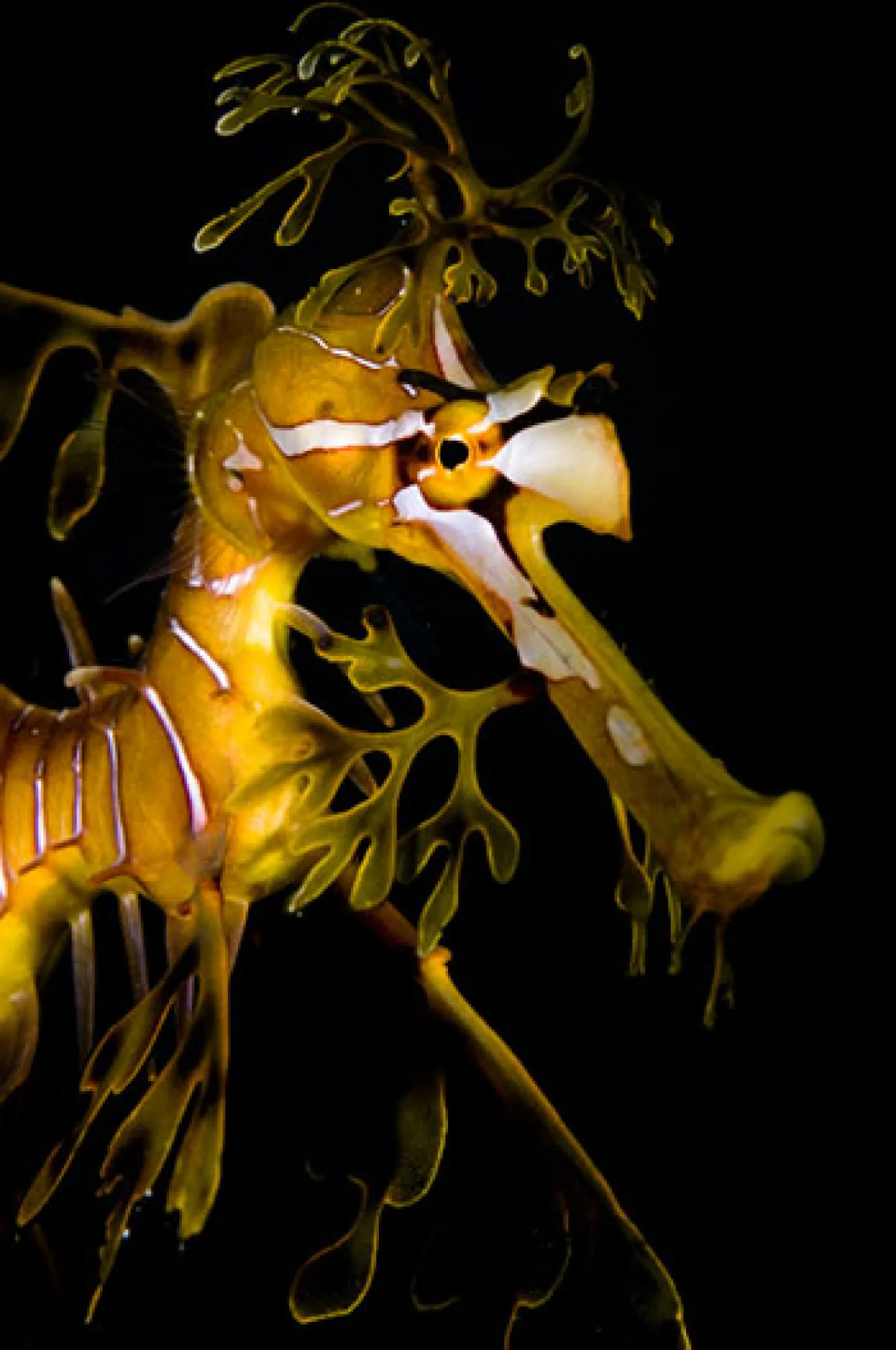 Photography Tips: Shooting Marine Life Portraits | Scuba Diving