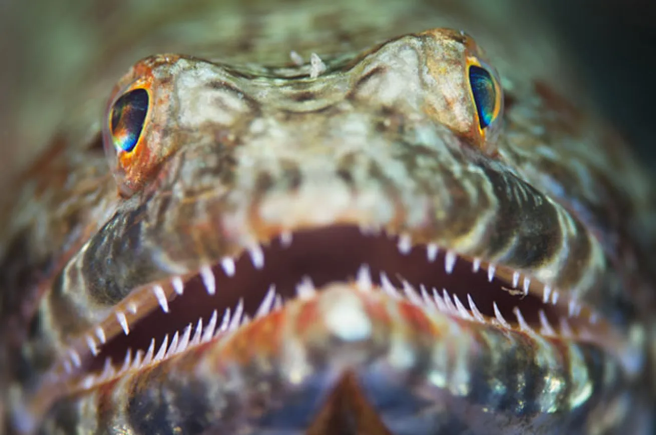 Photography Tips: Shooting Marine Life Portraits | Scuba Diving