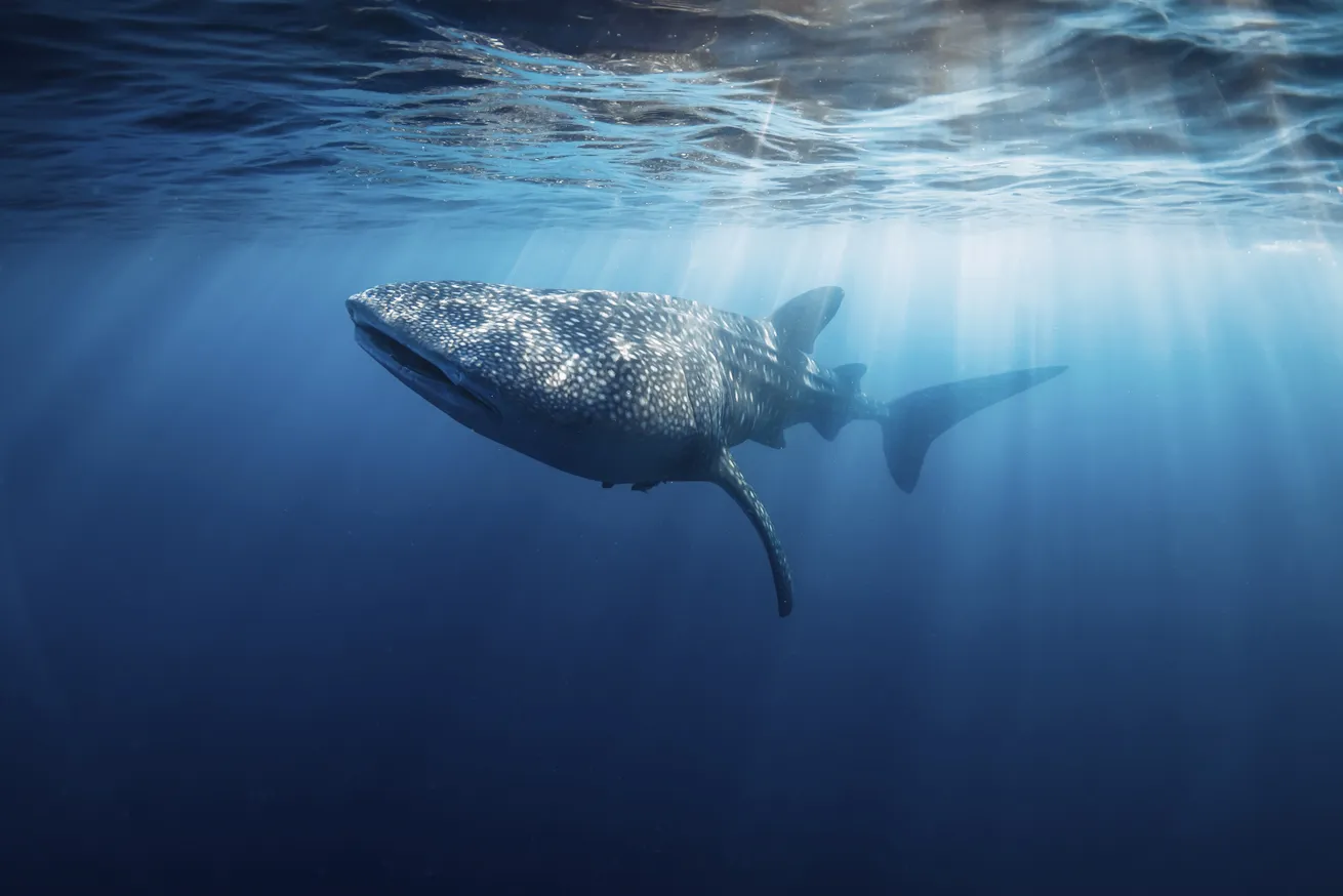 The High Seas Treaty Is in Force: What It Means for Divers | Scuba Diving