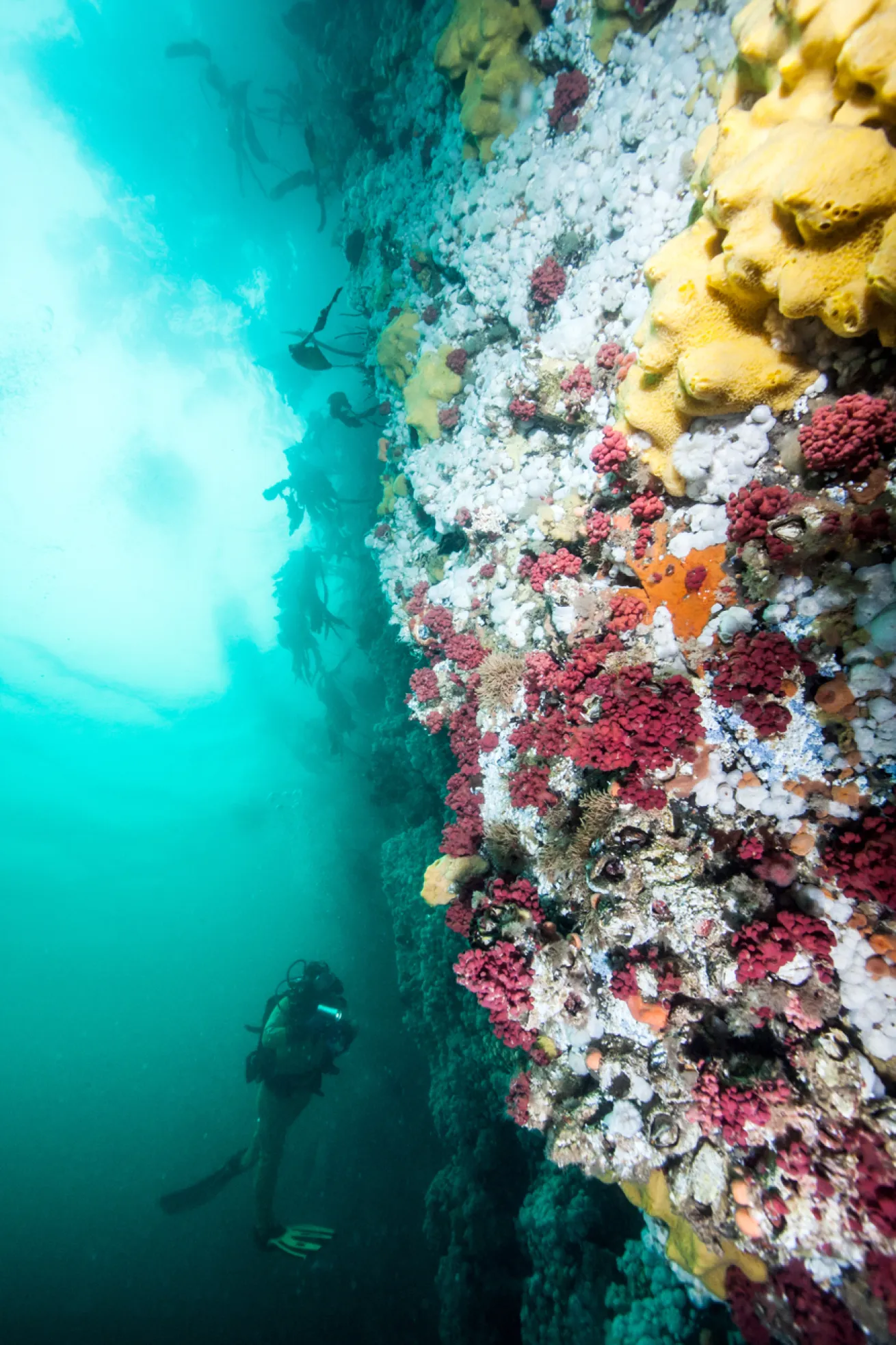 Best Destinations for Macro Diving | Scuba Diving