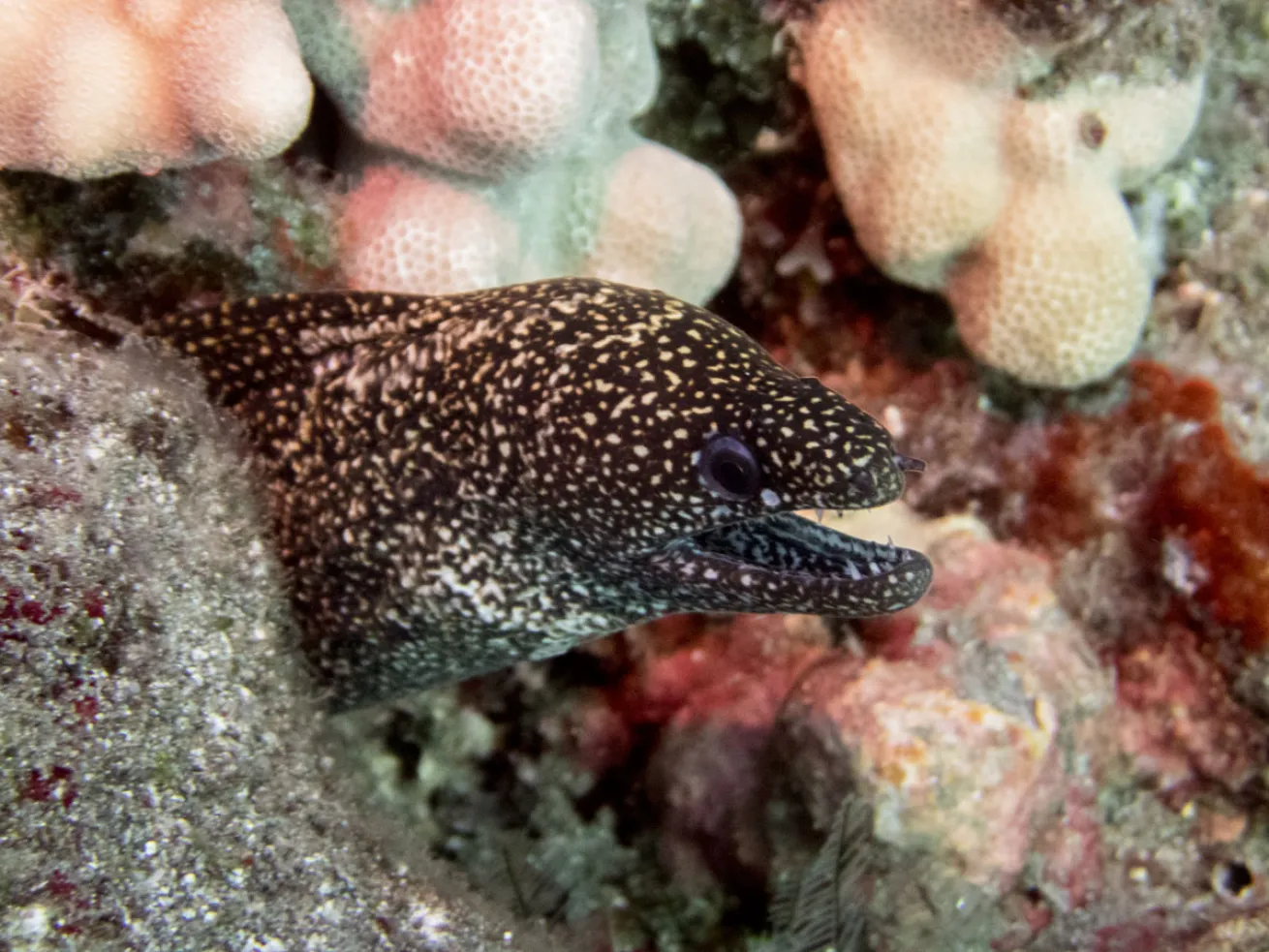 A Travel Guide to Diving Maui, Hawaii | Scuba Diving