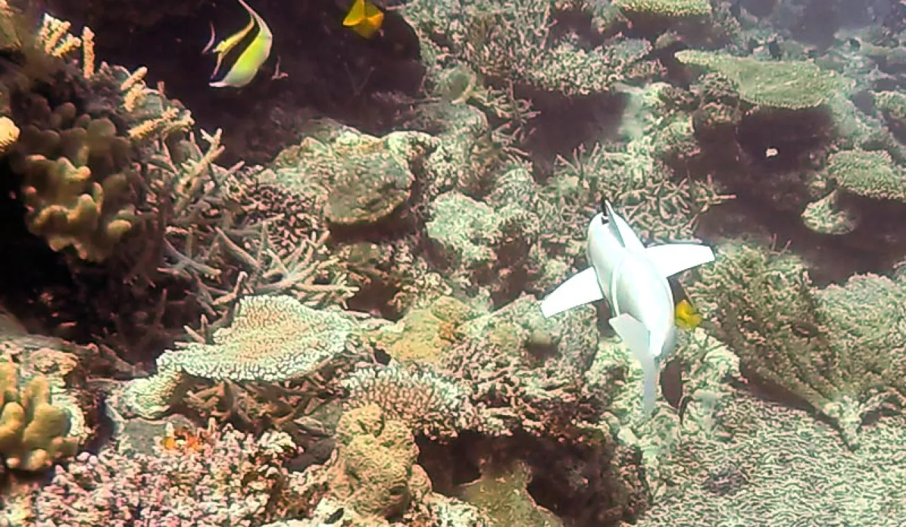Meet SoFi, the Robotic Fish | Scuba Diving