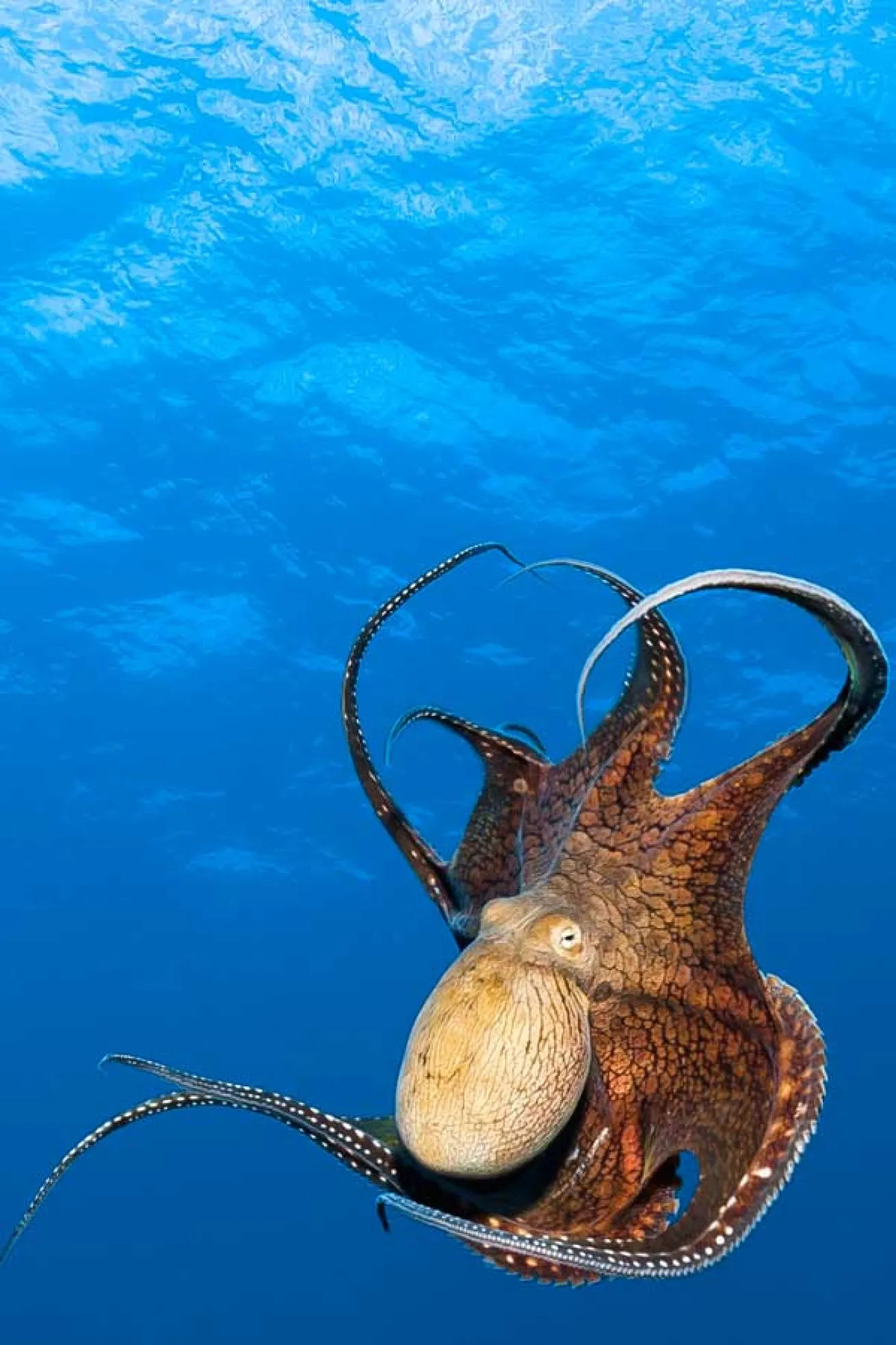 Our Favorite All-American Weekend Dive Trips | Scuba Diving