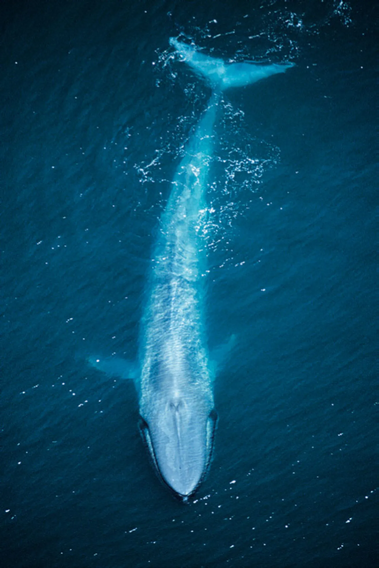 Dive News: Exploding Whales Go Viral | Scuba Diving