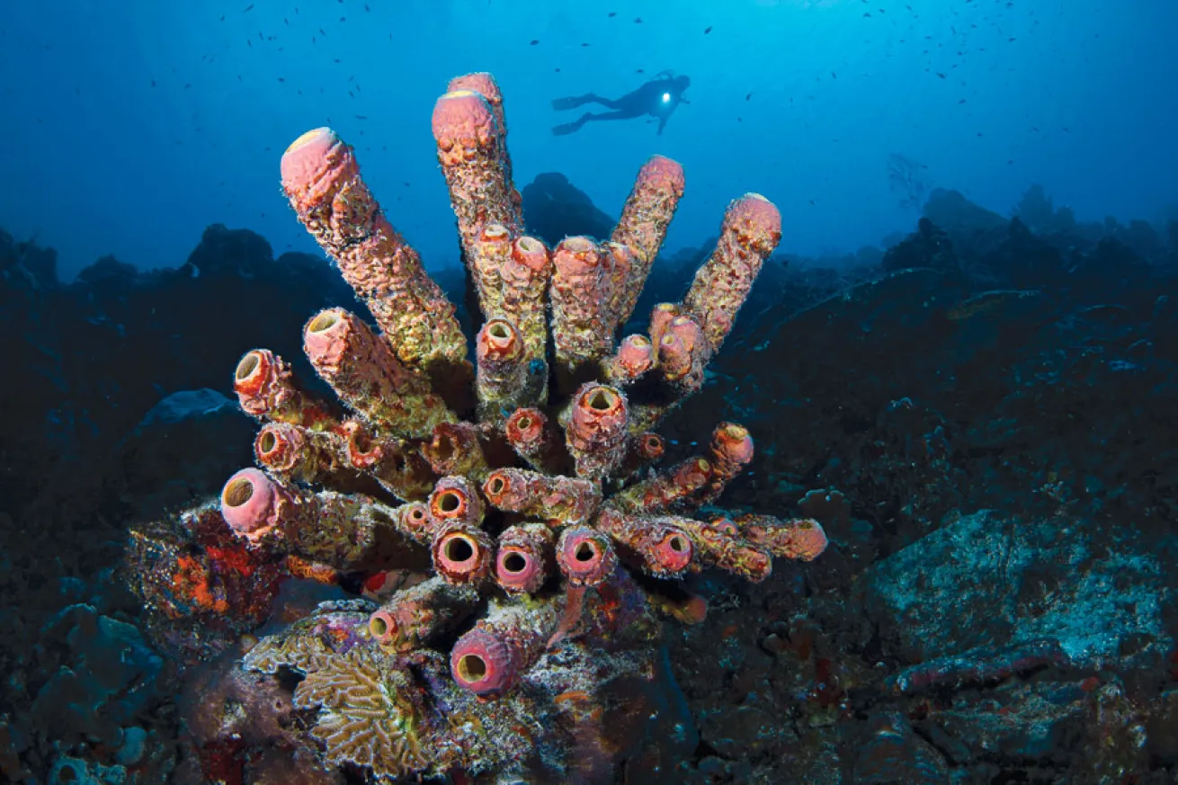 9 World's Best Dives | Scuba Diving
