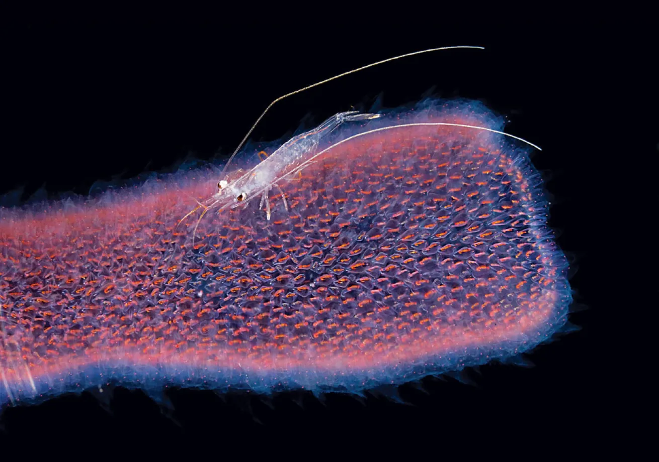 World’s Best Scuba Dives: 10 Daring Dives in the Pacific and Indian ...