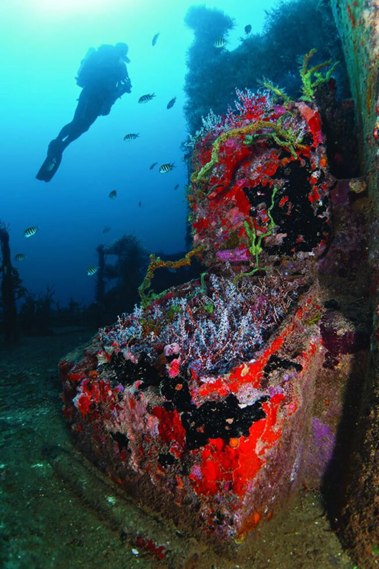 Diving Grenada: A Sea of Ships | Scuba Diving