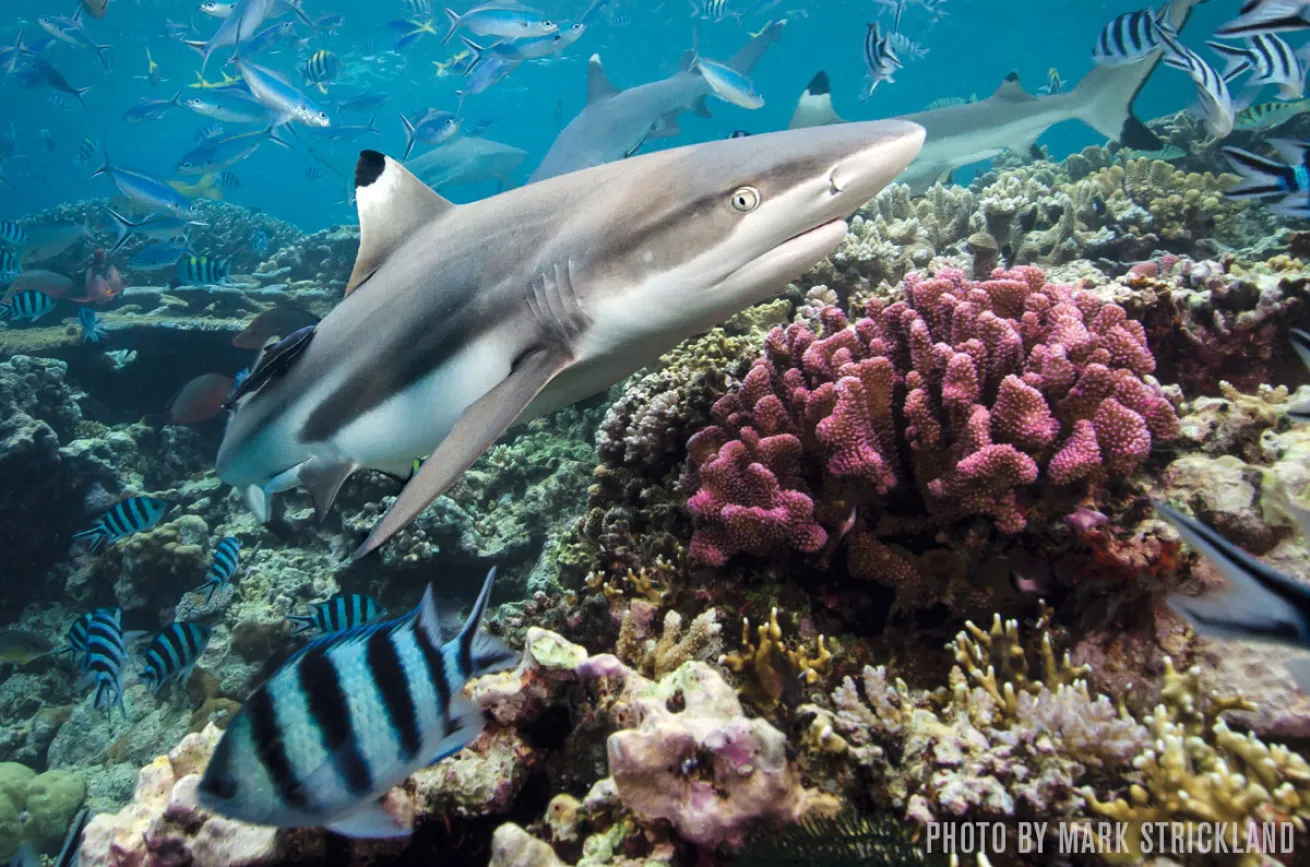 Sister Islands: Two for One Dive Trips | Scuba Diving