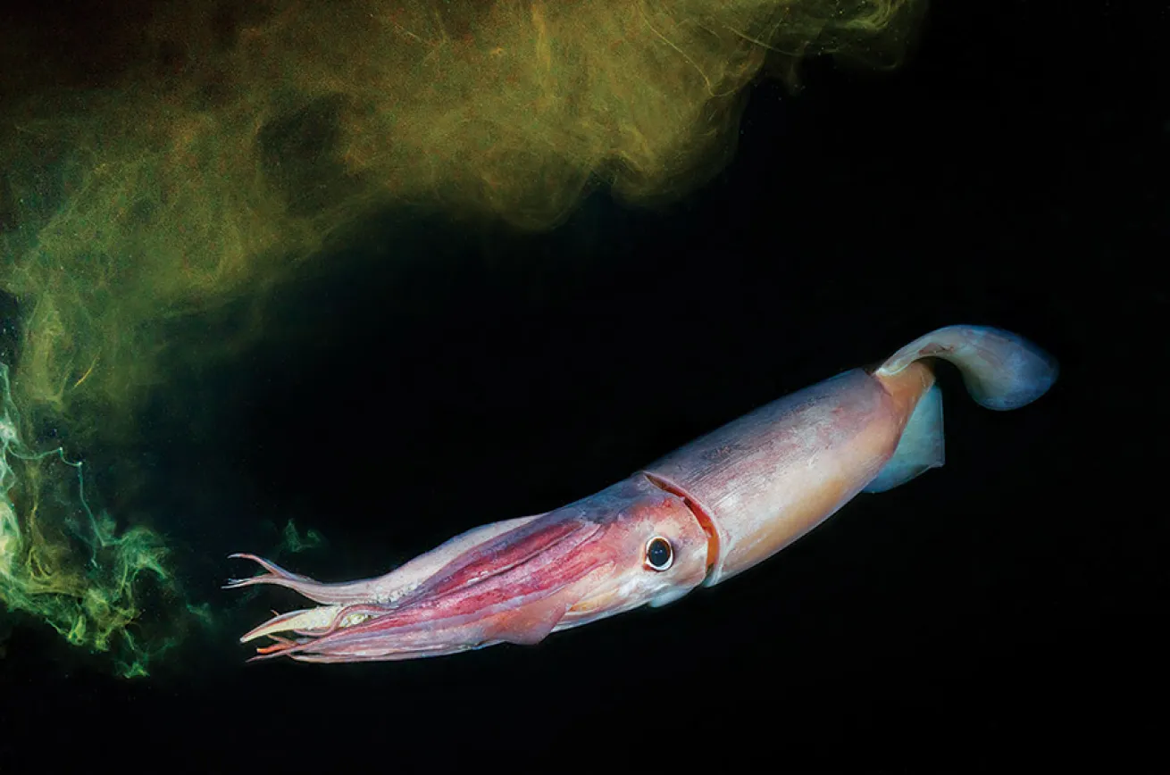 Species: The Squid | Scuba Diving