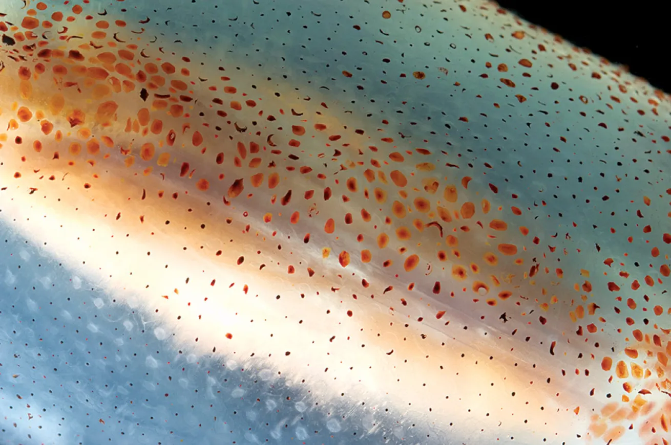 Species: The Squid | Scuba Diving