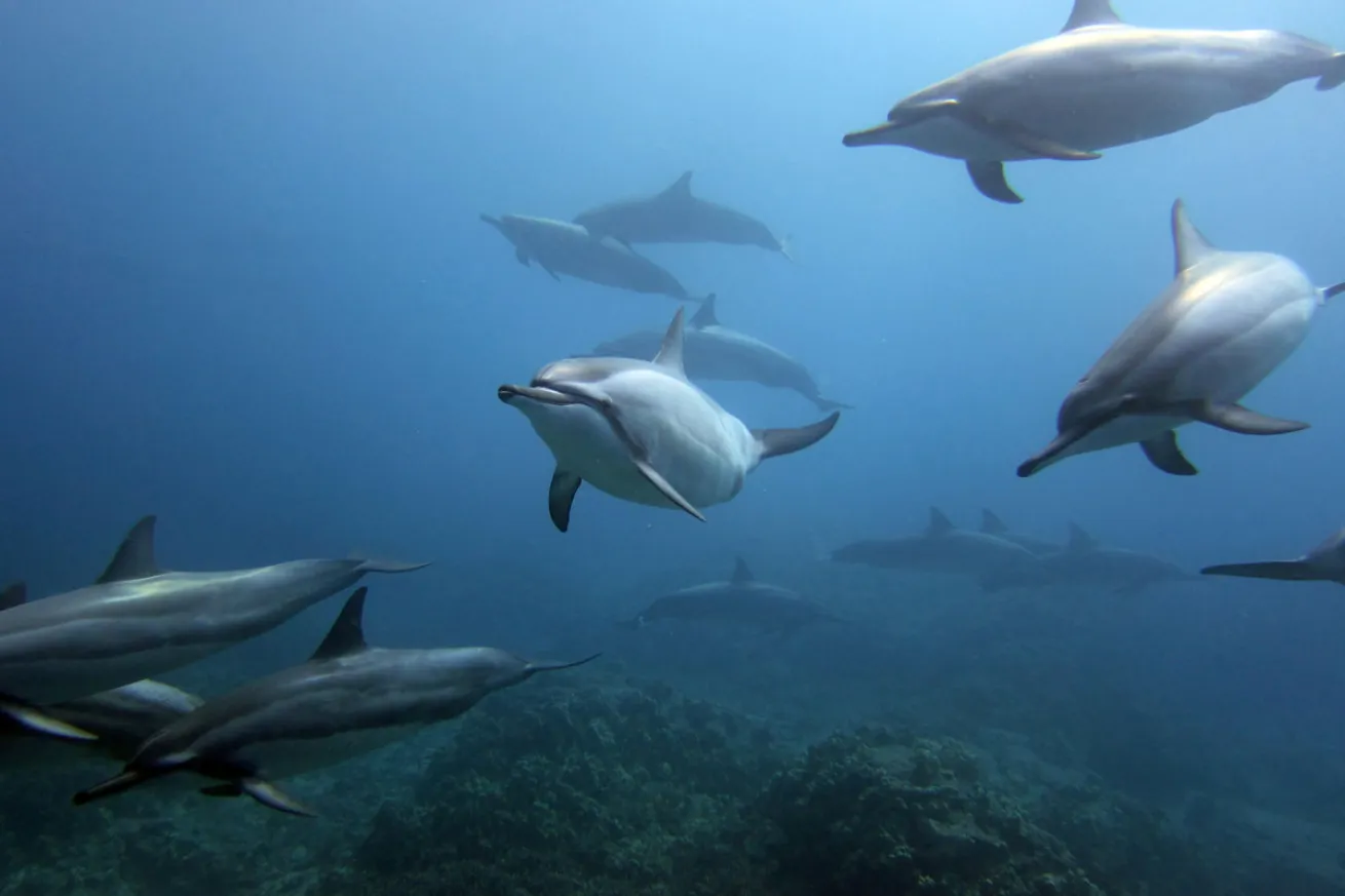 Top 10 Hawaii Island Dive Sites | Scuba Diving