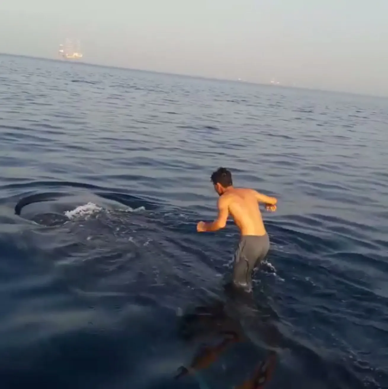 Video of Man Riding Endangered Whale Shark Sparks Outrage | Scuba Diving