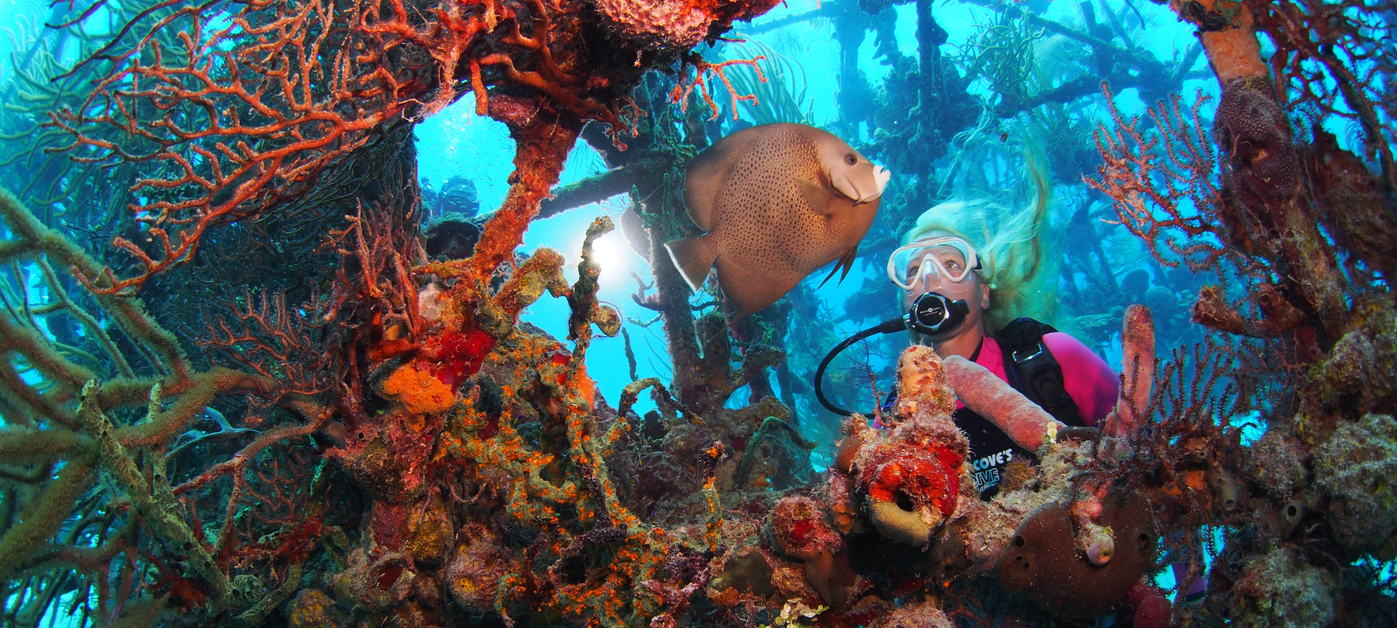 Stuart Cove’s Dive Bahamas | Scuba Diving