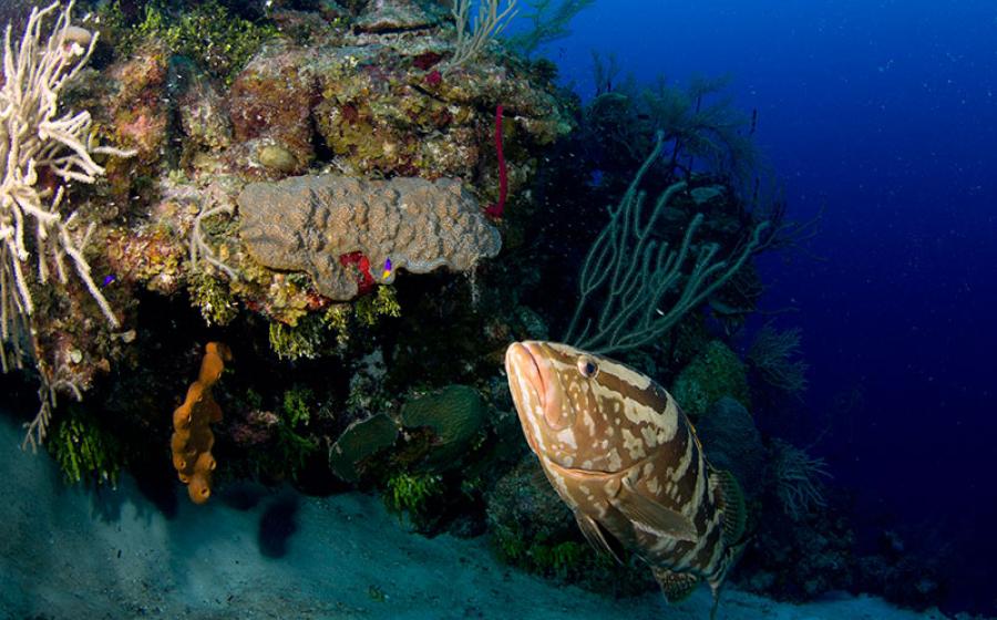 David Benz | Scuba Diving