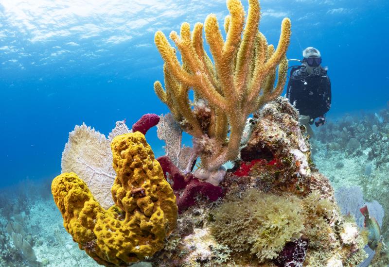 VIDEO: The Best Diving in North Sulawesi | Scuba Diving