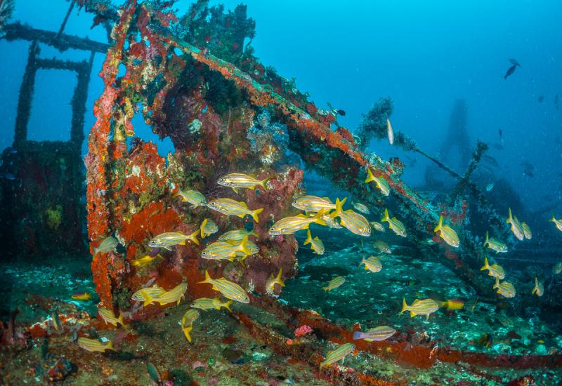 Caymankind for Shore Divers and Watersport Lovers | Scuba Diving