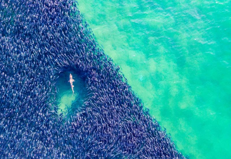 Pod of Orcas Surprises Divers Off Los Cabos, Mexico | Scuba Diving