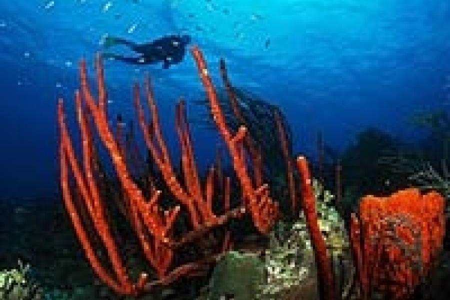 Duane's Release | Scuba Diving