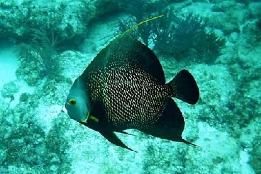 National Treasure | Scuba Diving