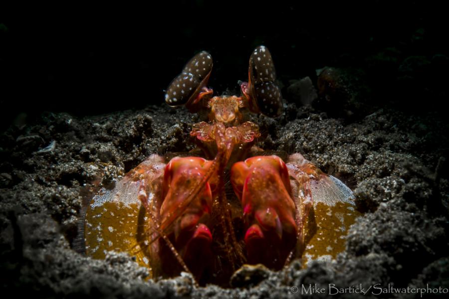 Photo Gallery: Mantis Shrimp | Scuba Diving