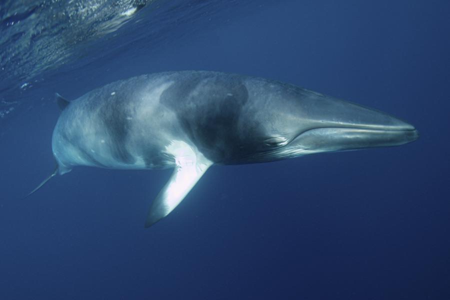 PADI Dwarf Minke Whale Awareness Distinctive Specialty: What to Know ...