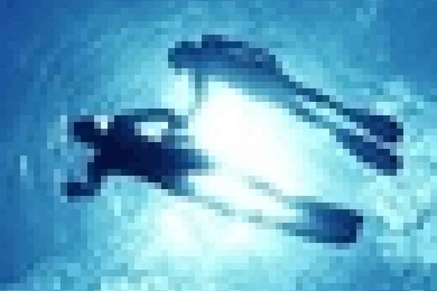 Free Dive Training at Divetech Grand Cayman | Scuba Diving