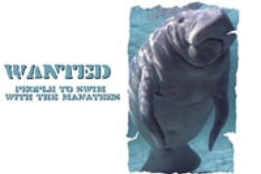 WANTED! People to Swim with the Manatees | Scuba Diving