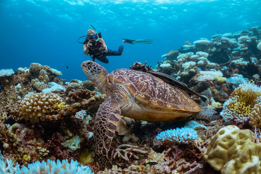 5 Slow-Paced Dive Sites Worth Visiting | Scuba Diving