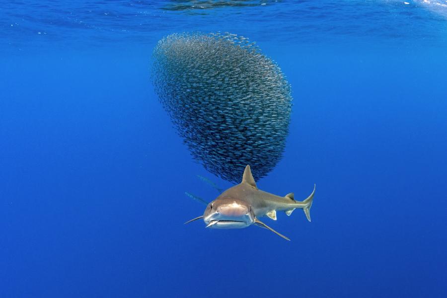 Chasing the Shot: Tope Shark in Azores, Portugal | Scuba Diving