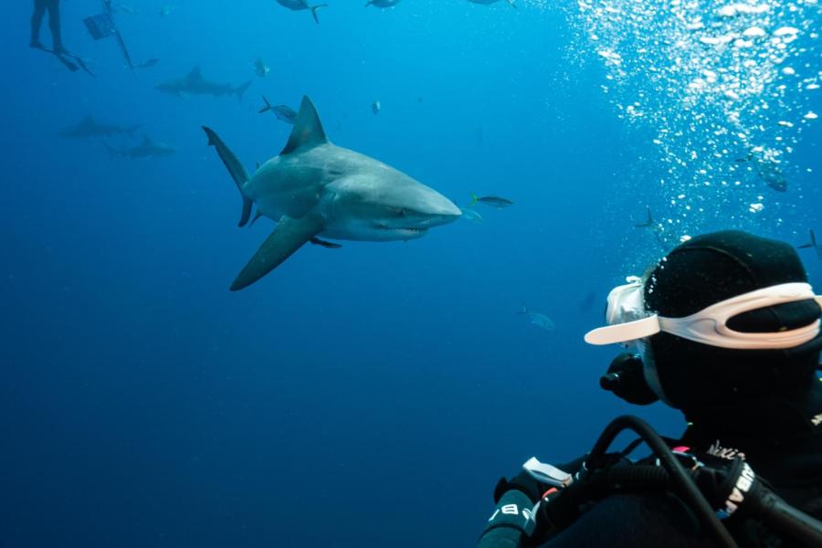 Will Banning Baited Shark Diving Off Florida Make Our Seas Safer ...