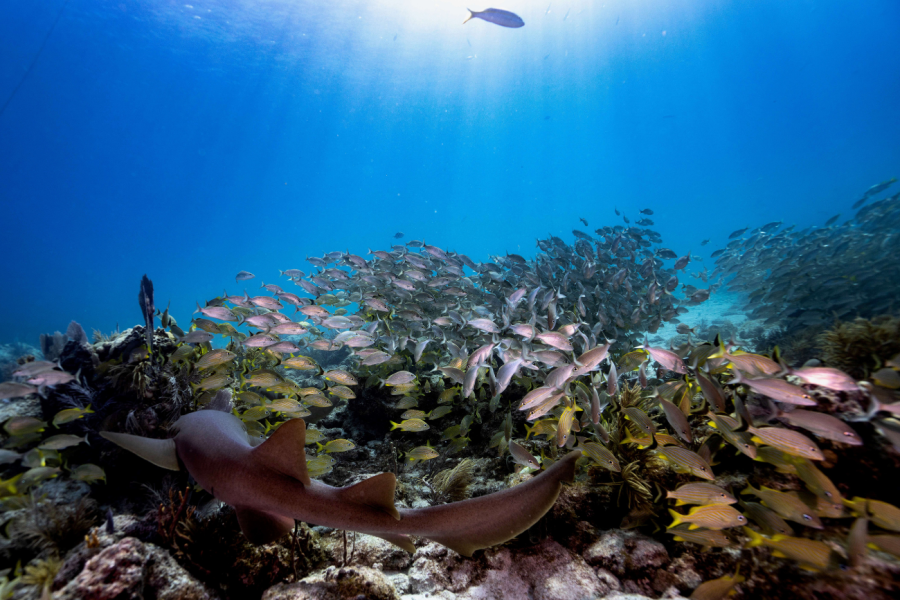 Key Dives, Islamorada | Scuba Diving