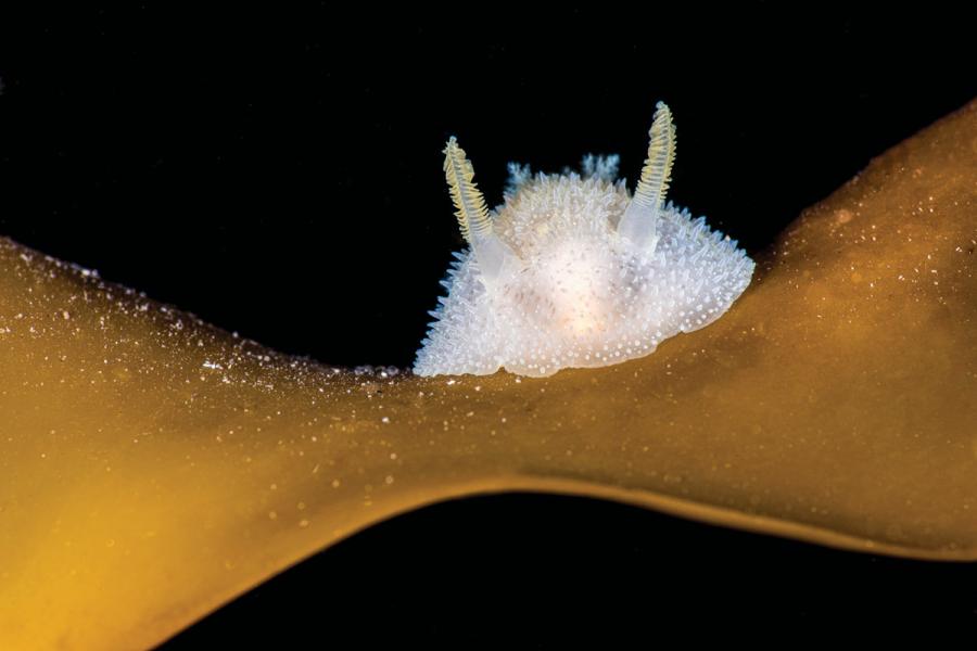 Slug Spotter: A Guide to Photographing Nudibranchs | Scuba Diving