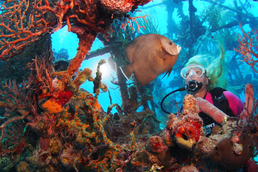 Stuart Cove’s Dive Bahamas | Scuba Diving