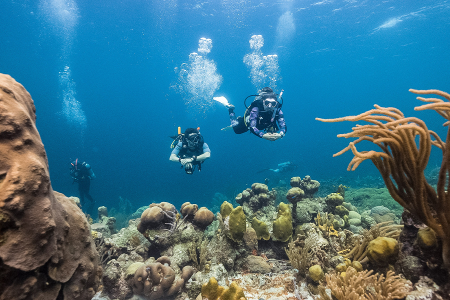Best Caribbean Dive Sites Near Sandals and Beaches All-Inclusive ...