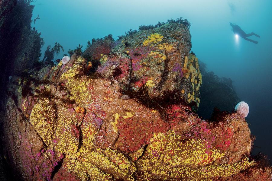 A Local's Guide to Diving in Ireland | Scuba Diving