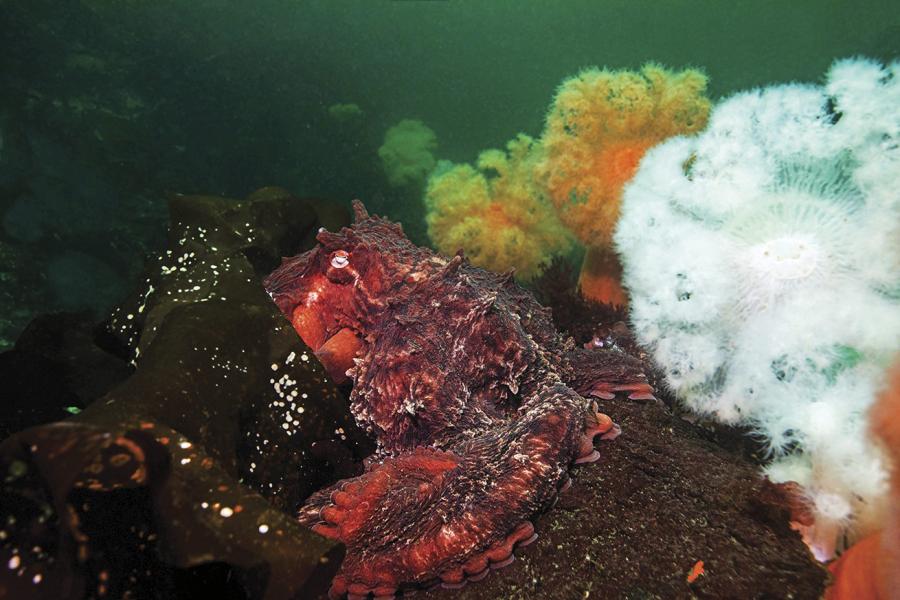 How to Dive Sund Rock, Washington | Scuba Diving